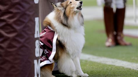 Texas Aandm Mascot Reveille Ix Has Died School Says Cw39 Houston