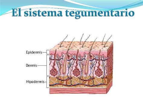 Sistema Tegumentario Etichettato