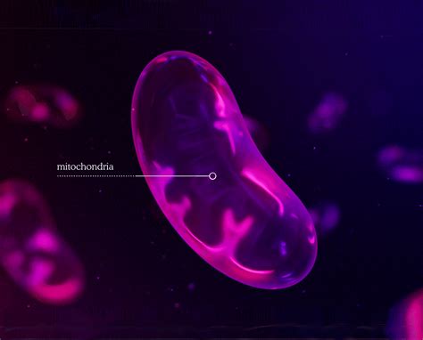 What Are Mitochondria And Why Are They Important To Health Mitoq Ltd