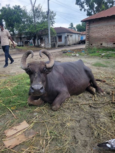 Aklima Khatun Akhi