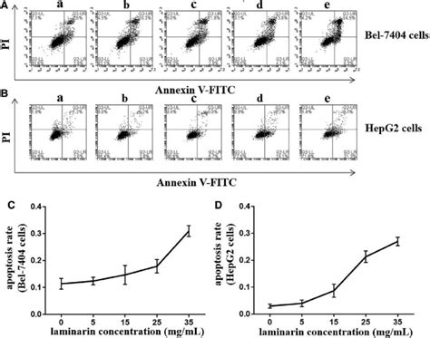 The Apoptosis Of Bel 7404 And Hepg2 Cells Detected By Flow Cytometry