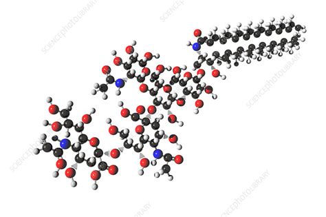 Gm Ganglioside Molecular Model Stock Image C Science Photo Library