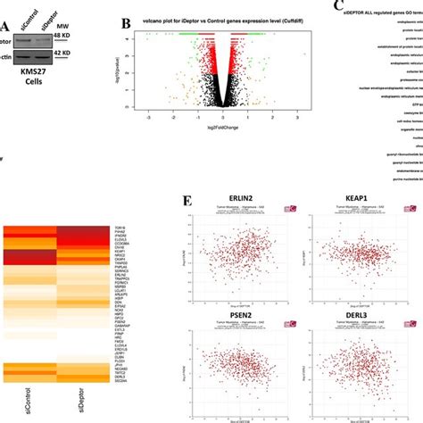 A 1×105 Lt Hsc St Hsc Mpp Clp Cmp Gmp Mep T B And Myeloid