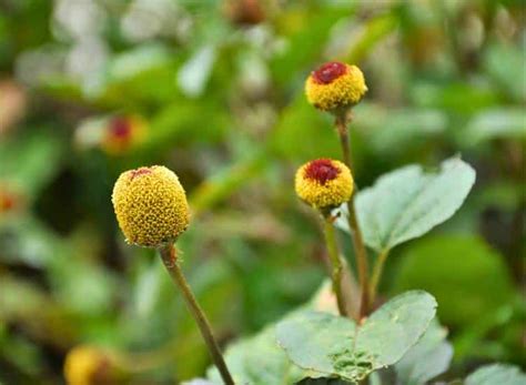 What To Know About Buzz Buttons Aka Spilanthes Or Toothache Plant