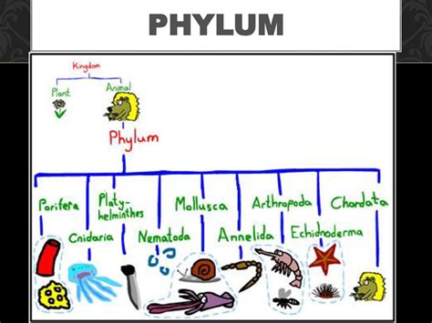 Classification Ppt Download