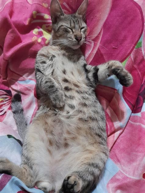 Chunky Cat R Catsofrph