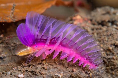Premium Photo Elegant Flatworm Gliding Over A Coral Substrate