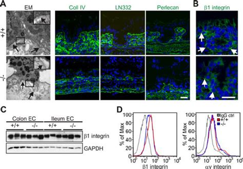 Normal Bm Composition And Integrin Localization In P1 Colon A