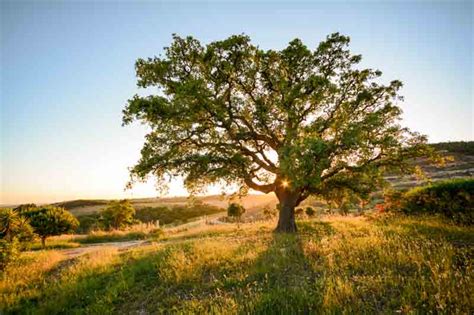 Quercus Oak Pests And Diseases To Watch Out For