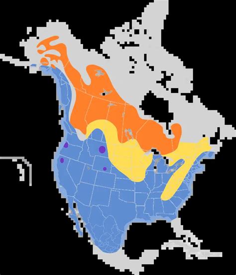 Bufflehead Facts Diet Habitat And Pictures On Animaliabio