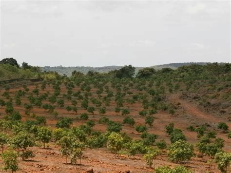 Shree Mahalaxmi Agro Farms Pvt Ltd 350 Acre Mango Orchid With Mango