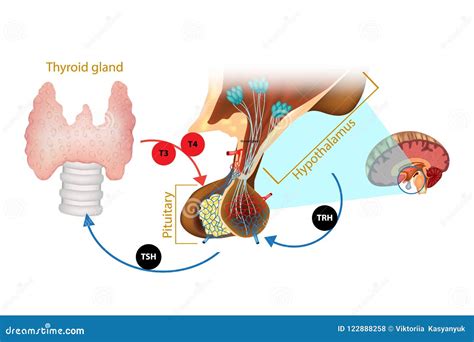 Hypothalamus Pituitary Thyroid Axis Thyroid Hormones Physiology And