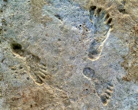 New Independent Ages Confirm Antiquity Of Ancient Human Footprints At
