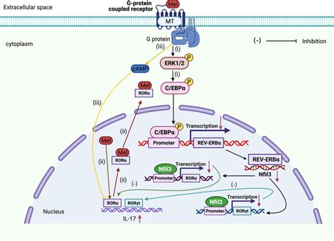 Mechanism Diagram Of How Melatonin Suppresses The Th17 Cells