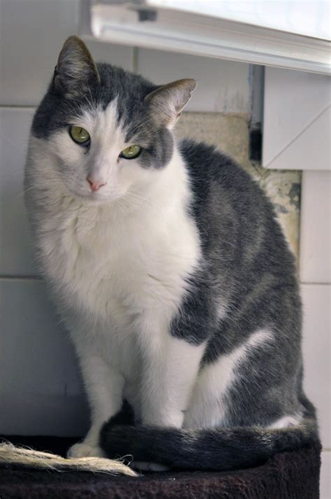 Image De Chat Gris Et Blanc Image De