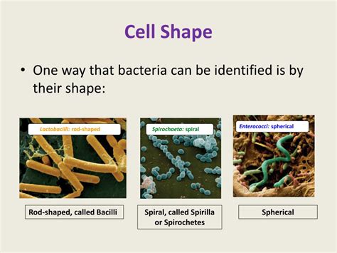 Ppt Bacteria Powerpoint Presentation Free Download Id2016471