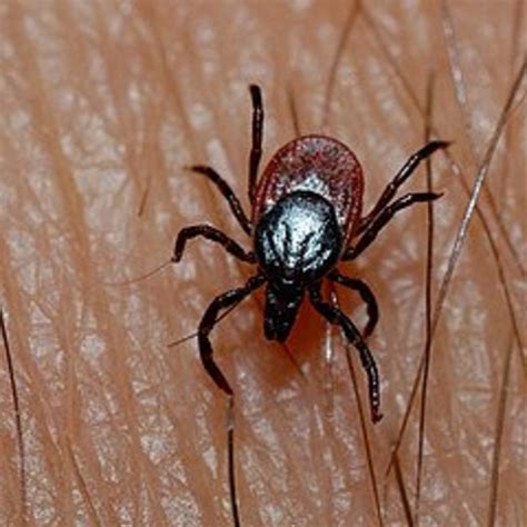 Tips For Reducing Ticks In Your Landscape Dengarden