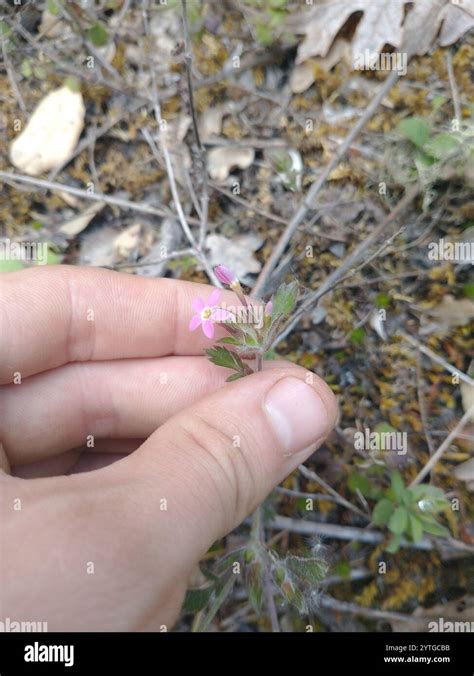 Variableleaf Collomia Collomia Heterophylla Stock Photo Alamy