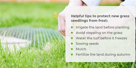 Protect New Grass Seed From Frost Essential Tips Plant And Lights