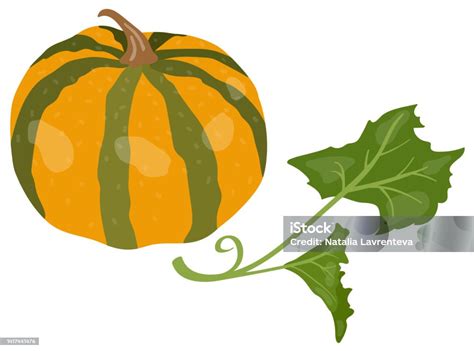 잎이있는 줄무늬가있는 황록색 호박 야채 손으로 그린 벡터 일러스트레이션 웹 사이트 엽서 스티커에 적합합니다 가을에 대한 스톡 벡터 아트 및 기타 이미지 Istock