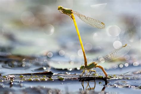 Oviposition Smithsonian Photo Contest Smithsonian Magazine