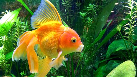 Information About Goldfish Pond Dweller And Aquarium Favorite