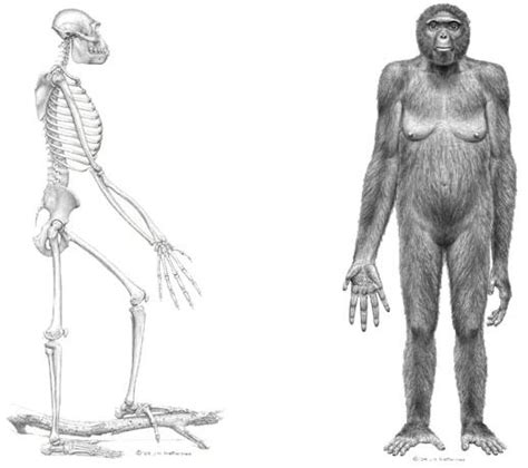 O Elo Perdido Ancestral Mais Antigo Do Homem é Encontrado
