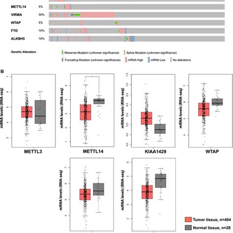 mettl14 knockdown of umuc3 cells a efficiency in the protein