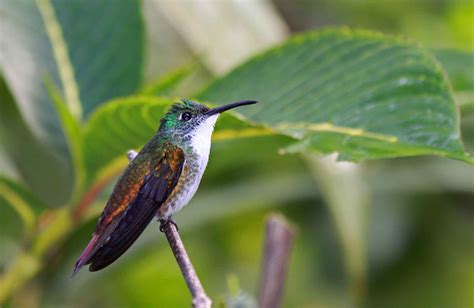 Free Bird Travel Adventure Awaits In Guyana