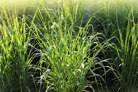 Panicum 이미지 – 찾아보기 1,179 스톡 사진, 벡터 및 비디오 | Adobe Stock