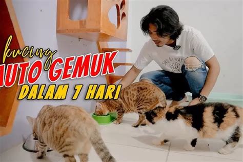 Rekomendasi Makanan Kucing Terbaik Dan Tinggi Nutrisi Dijamin Kucing Kamu Makin Sehat Timenews