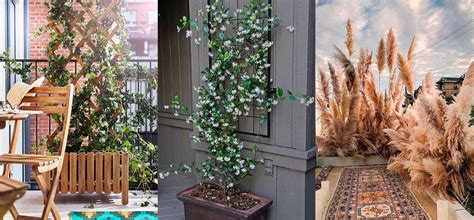 Best Balcony Privacy Plants 12 Beautiful Ideas To Create A Private