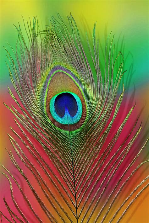 Male Peacock Display Tail Feathers Photograph By Darrell Gulin Pixels