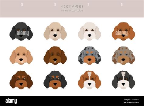 Cockapoo Mix Breed Clipart Different Poses Coat Colors Set Vector