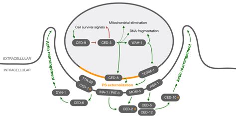 Pathways Leading To Apoptosis And Cell Engulfment In C Elegans Ced 9