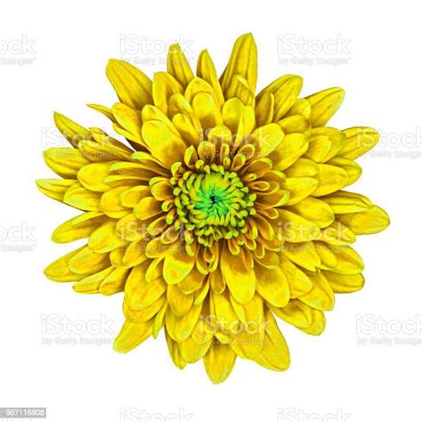 緑の木陰の中で黄色の菊の花は白い背景で隔離花芽をクローズ アップ デザインの要素です 1人のストックフォトや画像を多数ご用意 1人