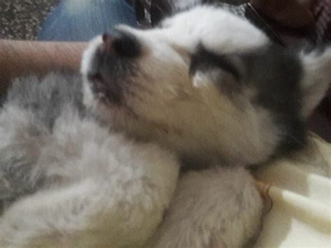 How To Calm Down A Puppy Puppy In Training