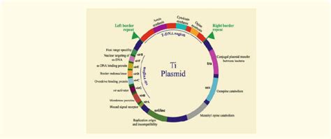 Genetic Map Of Octopine Type Ti Plasmid Modified From Ream 2002 And Download Scientific