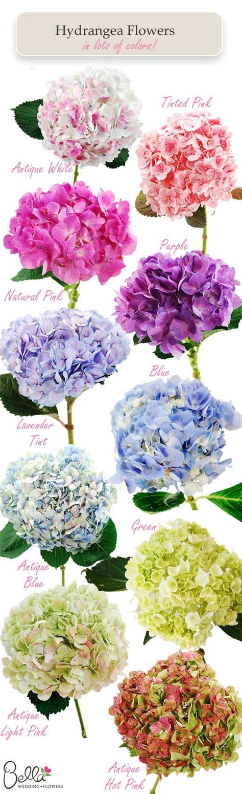 132 Best Images About Floral Arrangements Hydrangeas On Pinterest Hydrangeas Inexpensive