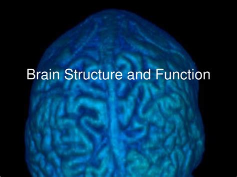 PPT Brain Structure And Function PowerPoint Presentation Free Download ID