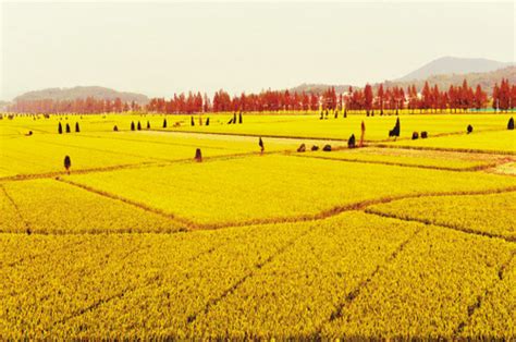 阳光金灿灿 金灿灿的阳光图片 一地阳光金灿灿指什么 大山谷图库