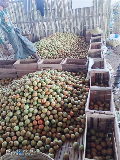 ကုန်စိမ်း အရောင်းအဝယ် လားရှိုးမှာ ခရမ်းချဉ်လိုချင်ရင်