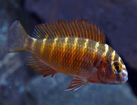 Tropheus Cichlid