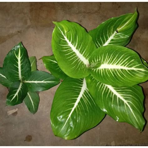 Jual Tanaman Hias Aglonema Diven Blanceng Hijau Shopee Indonesia