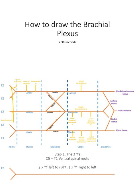 How To Draw The Brachial Plexus Download Free Pdf Human Anatomy
