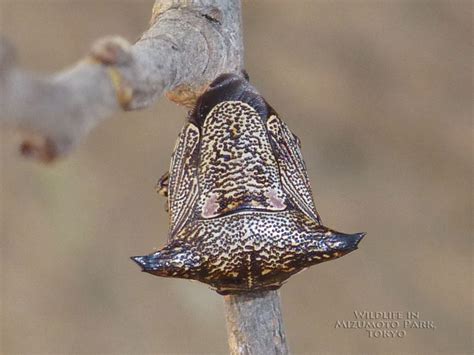 ウシカメムシ Ushi Kamemushi Horned Shield Bug 水元公園の生き物