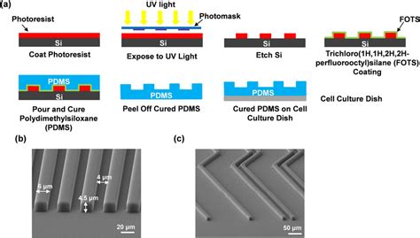 Fabrication Of Patterned Pdms Platforms A Patterns Were Transferred