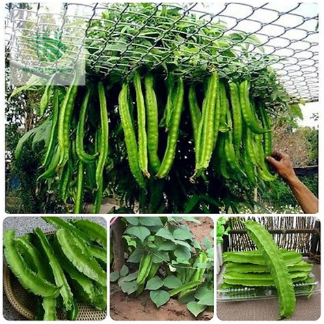 Hạt Giống đậu Rồng Siêu Trái Giống Chuẩn F1 Năng Suất Cao