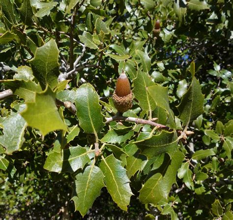 Interior Live Oak Quercus Wislizeni ·