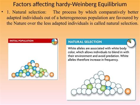 Hardy Weinberg Principle 12 Th Class Ppt Presentation Ppt